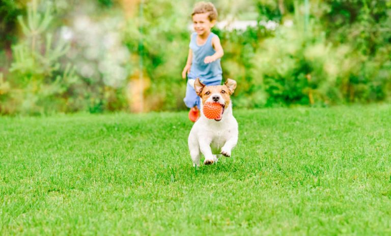 Guide to Couch Grass | A View Turf