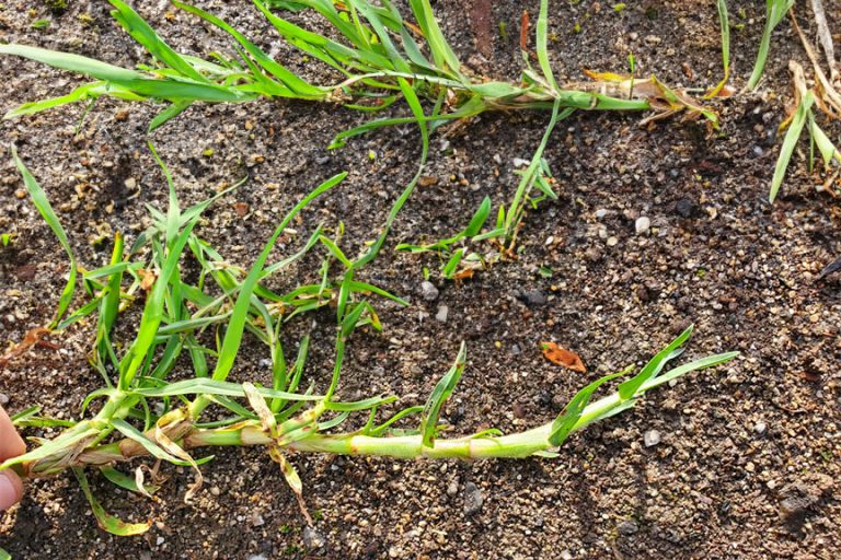 Identify Kikuyu Grass Guide | A View Turf