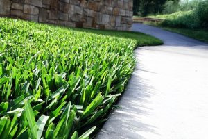 Matilda vs. Sir Walter Buffalo Turf: Which is Right for Your Lawn? | A ...